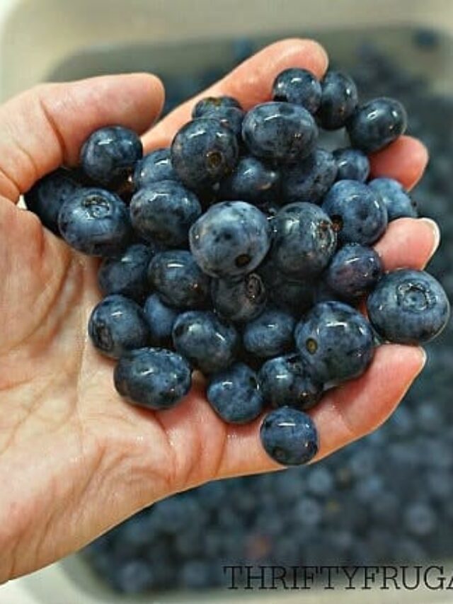 How To Freese Juicy Blueberries Story - Thrifty Frugal Mom